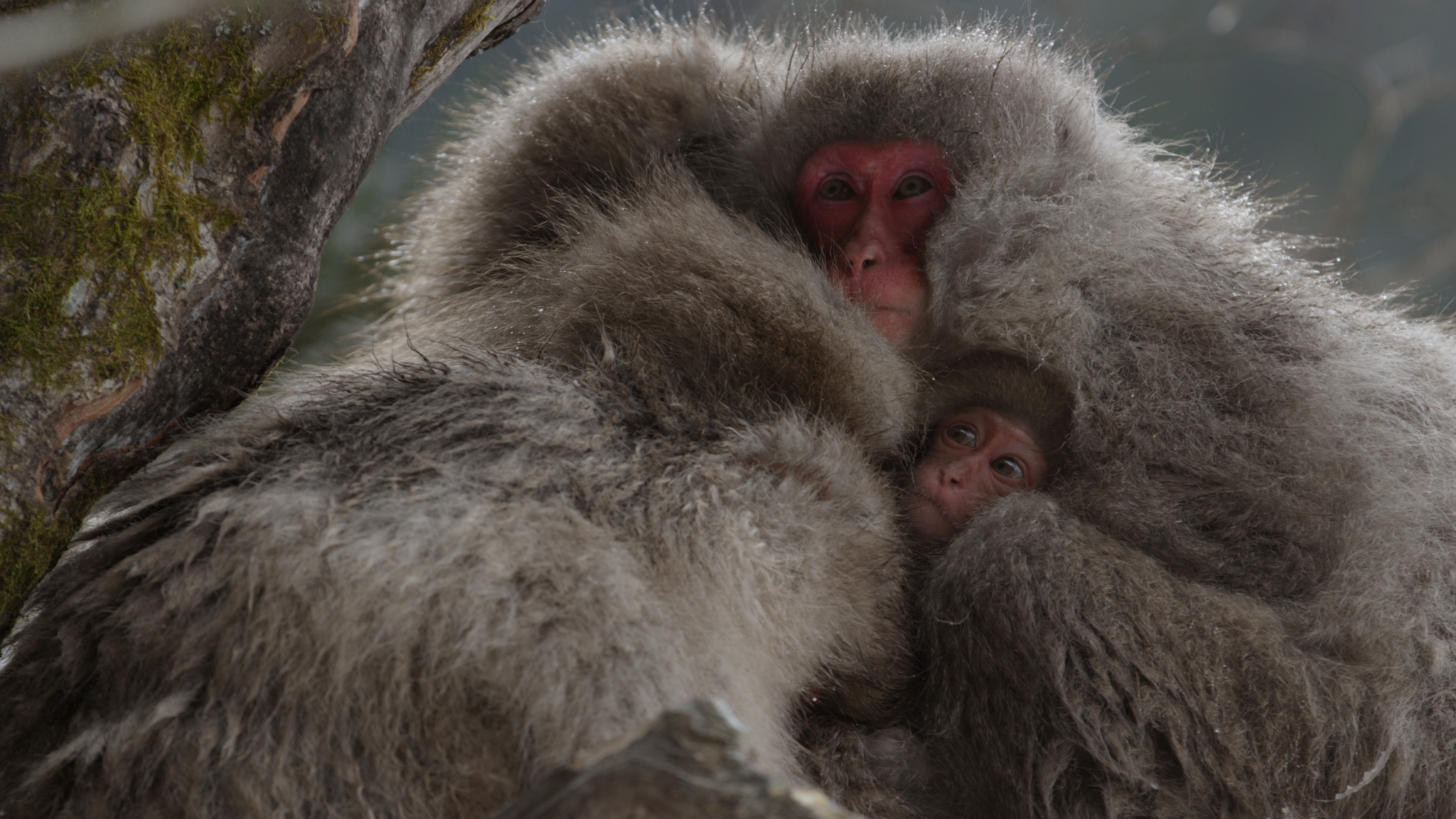 nature_snow_monkeys_teaser – ERIC ROSEN